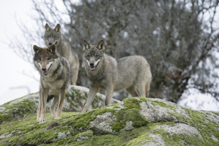 Diferencias entre lobos y perros - Diferencias.es