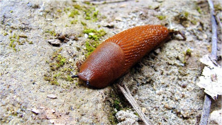 🐌 Diferencias entre las babosas y los caracoles - Diferencias.es