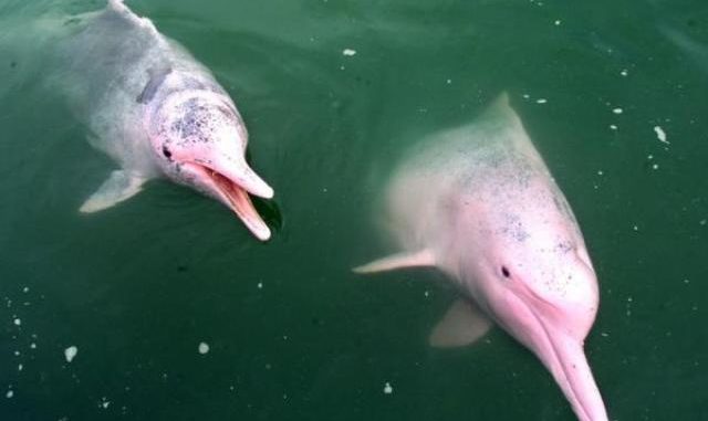 🐬 Diferencias entre delfín y tonina - Diferencias.es
